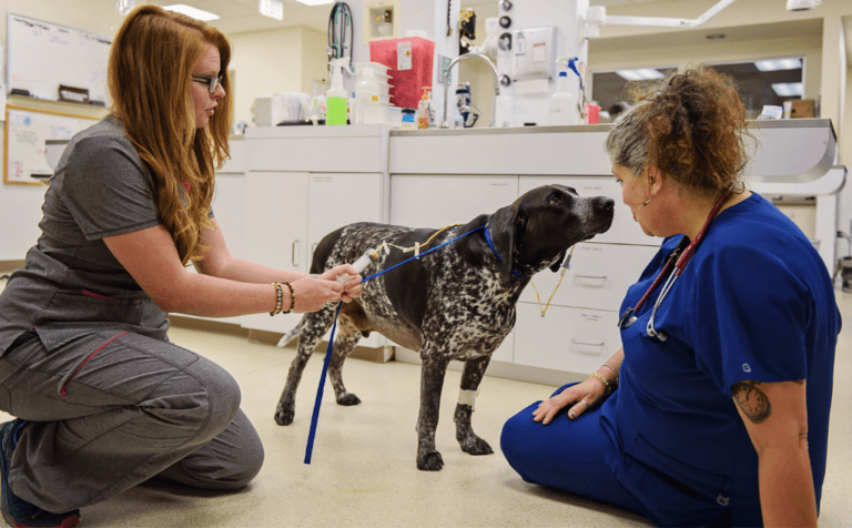 Becoming an Emergency Vet Tech: What You Need to Know | Emergency ...