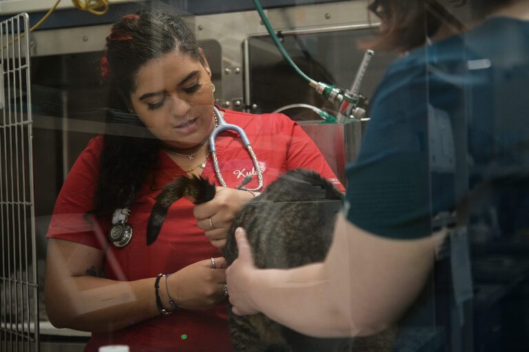 Veterinary Careers in Emergency Vet Med | EVCC