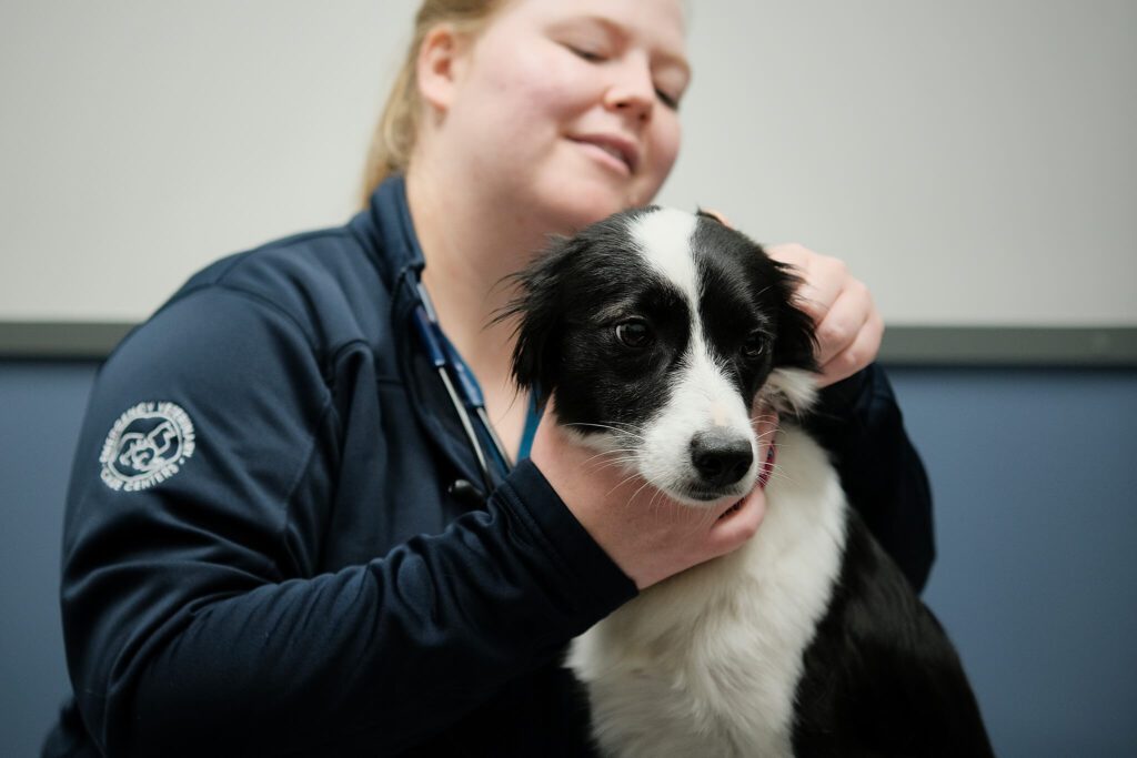 What to Expect at EVCC | Emergency Veterinary Care Centers