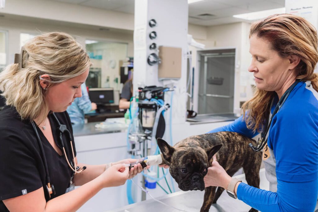 Vet Emergency and Critical Care - 24/7 | EVCC
