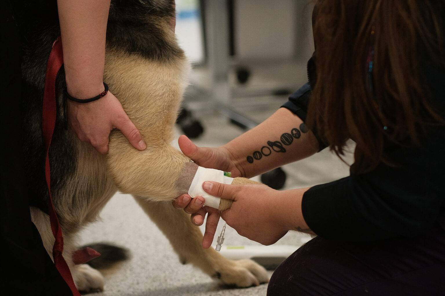 Vet Emergency and Critical Care - 24/7 | EVCC