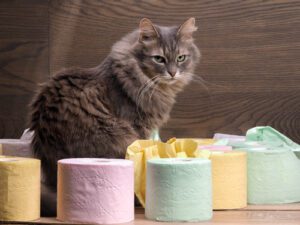 Cat Diarrhea: Symptoms, Causes and Treatment | Emergency Veterinary ...