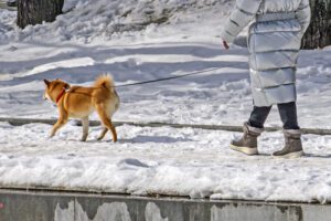 The Danger of Rock Salt on Dog Paws | Emergency Veterinary Care Centers