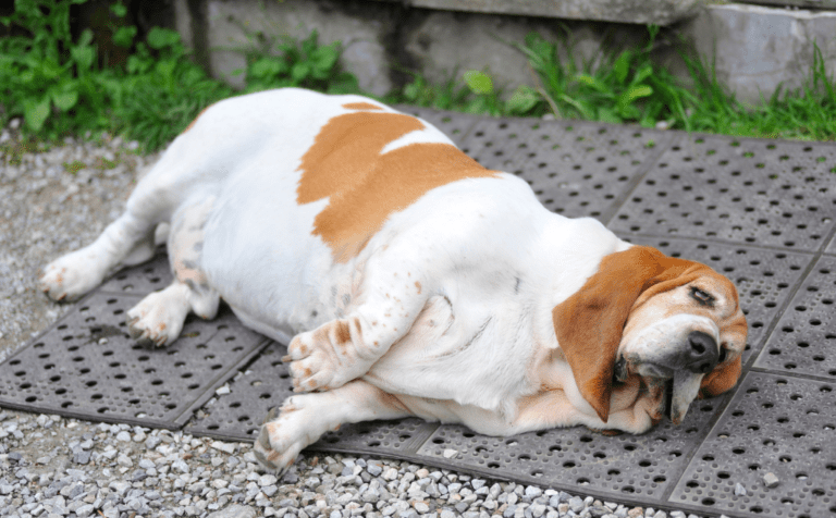 Dog Bloat Timeline: Why You Need to Act Fast | Emergency Veterinary ...