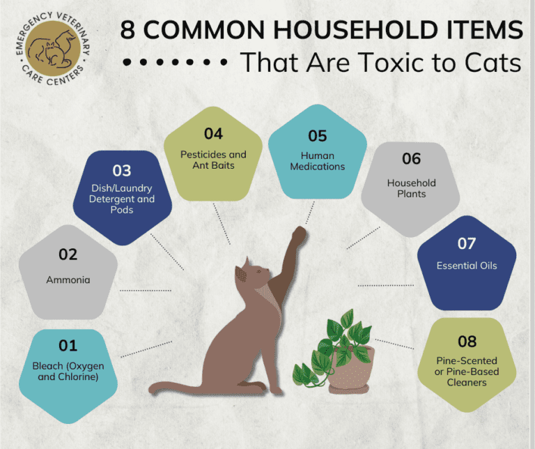 Household Toxins for Cats: The 5+ Most Common | EVCC